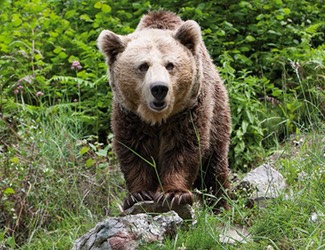 Fauna en España | Animales protegidos