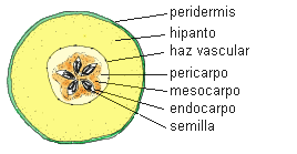 frutos